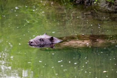 Freeman Hammock Nets to the Rescue - Professional animal capture nets ...
